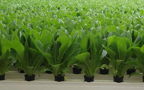 1.5” Rockwool Starter Plugs for Hydroponics, Rockwool Grow Cubes, 1 Sheets of 28 Plugs (Small)