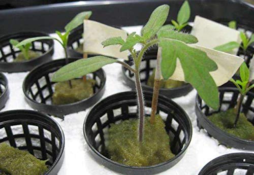 1.5” Rockwool Starter Plugs for Hydroponics, Rockwool Grow Cubes, 1 Sheets of 28 Plugs (Small)
