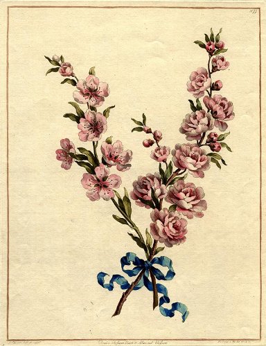 Double blossom Peach & Almond blossom