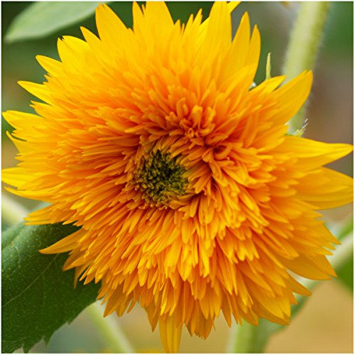 Seed Needs, Specialty Blend of 1,000+ Sunflower Seeds for Planting (15+ Varieties, Crazy Mixture) Heirloom, Open Pollinated & Untreated - Attracts Butterflies & Bees Bulk