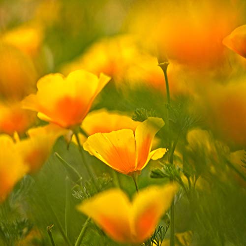 Outsidepride Eschscholzia Californica California Poppy Native Garden Wild Flower Seed - 1/4 LB