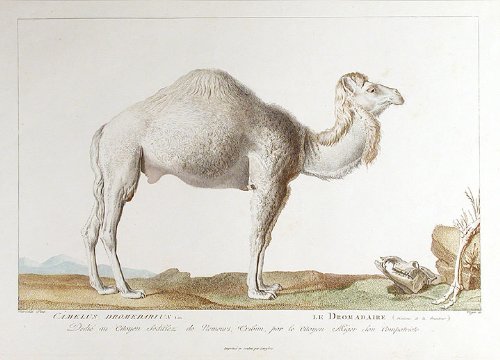 Camelus Dromedarius/Le Dromadaire