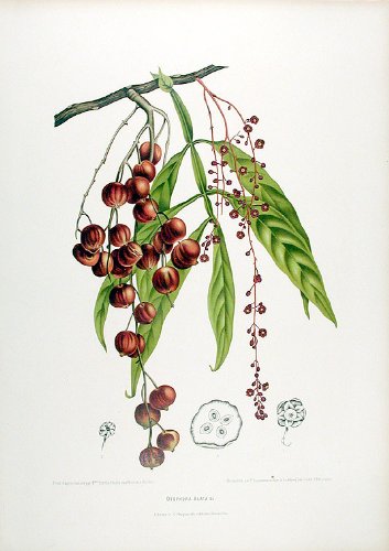Otophora Alata [lunan nut]