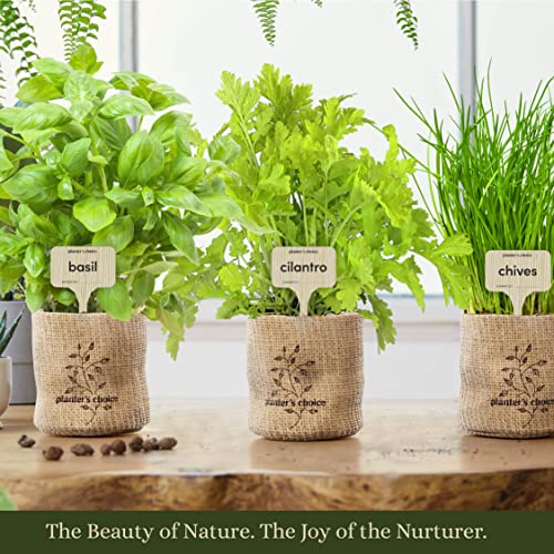 Indoor Herb Garden Starter Kit - Cooking Gifts for Women Gardener - Creative Kitchen Gift for Plant Lovers - Home Herb Growing, Gardening Seeds + Step by Step Guide - Vegan Gift Ideas for Lover