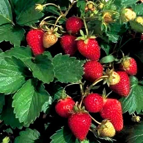 100+ Wild Strawberry Strawberries Seeds Fragaria Vesca Edible Garden Fruit Heirloom Non-GMO