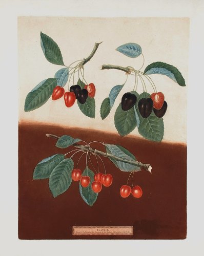 [Cherries] Bleeding Heart; Ox-Heart; Maple-Heart