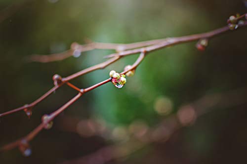 Raindrop on Branch, Limited Edition 1, Photo 4 of 4 - Framed Office Art- Inspirational 24x30-with 20x24-mat