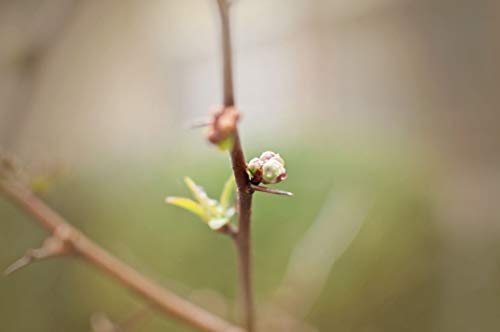 Raindrop on Branch, Limited Edition 1, Photo 2 of 4 - Framed Office Art- Inspirational 24x30-with 20x24-mat