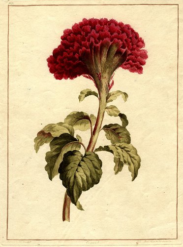 Coxcomb