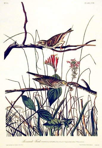 Savannah Finch. From"The Birds of America" (Amsterdam Edition)