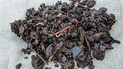 BROTHERS WORM FARM - 100 Live Red Wiggler Composting Worm Mix. Worms for Composting and Creating Worm Castings at Home. Ideal for Worm Composters, Gardens, and Worm Bins.