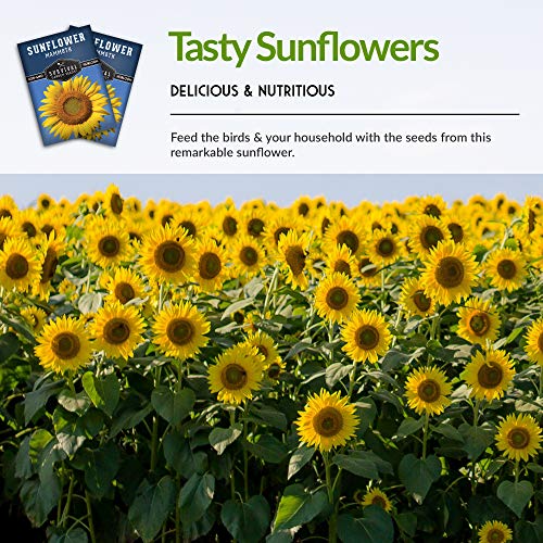 Survival Garden Seeds - Mammoth Sunflower Seed for Planting - Packet with Instructions to Plant and Grow Enormous Colorful Flowers in Your Home Flower or Vegetable Garden - Non-GMO Heirloom Variety
