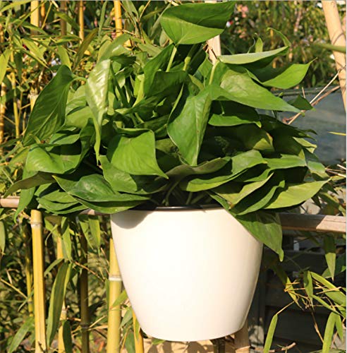 Jucoan 9 Pack Self Watering Hanging Planter, 5 Inch Dua-pots Lazy Flower Pot, White Plastic Wall Hanging Planter Pot with 9 Hooks for Garden Fence, Porch, Wall