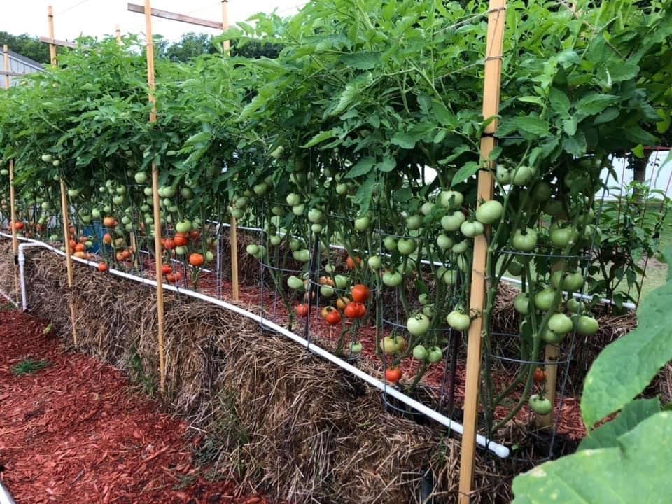 BaleBuster4 Four Bale Conditioning Formula for Preparation of a Straw Bale Garden for Planting a Vegetable Garden