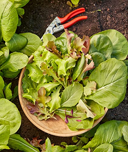Burpee Sweet Salad Mix Mesclun Seeds 750 seeds