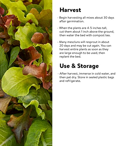 Burpee Sweet Salad Mix Mesclun Seeds 750 seeds