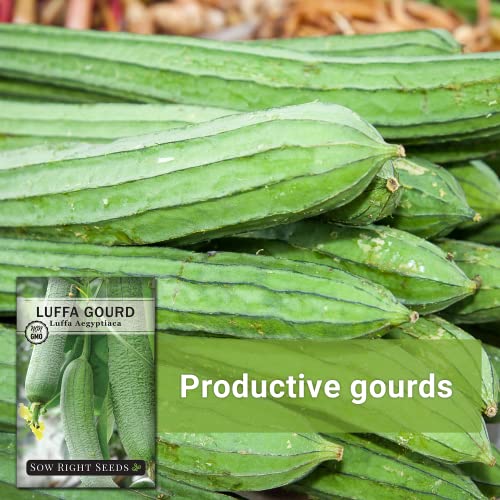 Sow Right Seeds - Luffa Gourd Seed for Planting - Non-GMO Heirloom Packet with Instructions to Plant a Home Vegetable Garden - Great Gardening Gift (2)