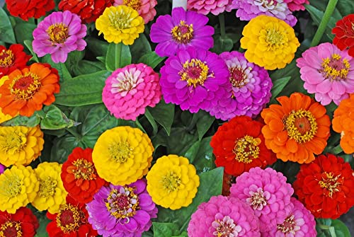 "State Fair Mix" Zinnia Flower Seeds for Planting, 100+ Seeds Per Packet, (Isla's Garden Seeds), Non GMO & Heirloom Seeds, Scientific Name: Zinnia elegans, Great Home Garden Gift