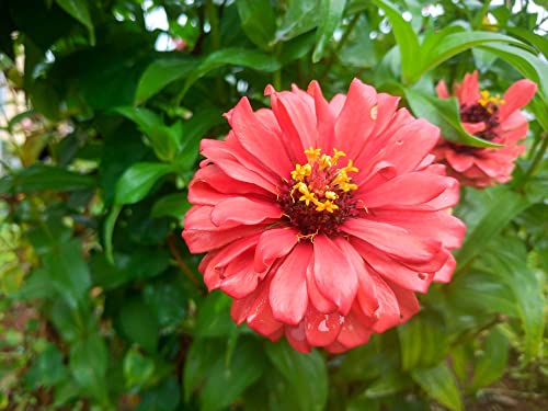 "State Fair Mix" Zinnia Flower Seeds for Planting, 100+ Seeds Per Packet, (Isla's Garden Seeds), Non GMO & Heirloom Seeds, Scientific Name: Zinnia elegans, Great Home Garden Gift