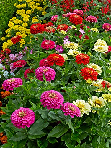 "State Fair Mix" Zinnia Flower Seeds for Planting, 100+ Seeds Per Packet, (Isla's Garden Seeds), Non GMO & Heirloom Seeds, Scientific Name: Zinnia elegans, Great Home Garden Gift
