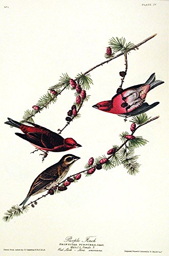 Purple Finch. From"The Birds of America" (Amsterdam Edition)