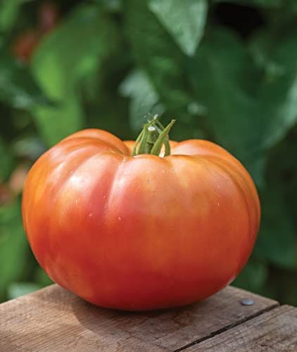 Burpee Steakhouse Hybrid 25 Non-GMO Large Beefsteak Garden Produces Giant 3 LB Fresh Tomatoes | Vegetable Seeds for Planting