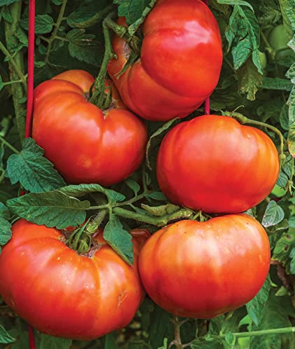 Burpee Steakhouse Hybrid 25 Non-GMO Large Beefsteak Garden Produces Giant 3 LB Fresh Tomatoes | Vegetable Seeds for Planting
