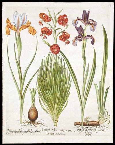 [Lesser turk's cap lily]Lilium Montanum rubrum prµcox ;[Yellow Spanish Iris] Iris Bulbosa pallido colore;[Lavender rhizomatous iris] Iris folis angustis prima Clusii