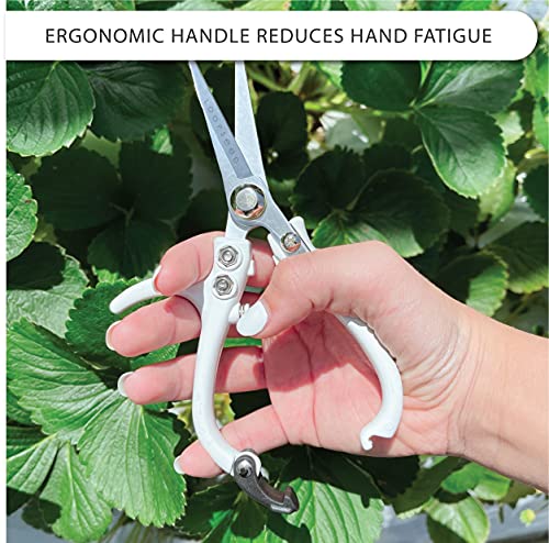 LOOPSEED Plant Pruning Shears Garden Trimming Scissors Precision Hand Pruner Herb Snips Flower Clippers Bonsai Trimmers Straight Sharp Blade Tapered Tip Ergonomic Handle Modern Garden Tools