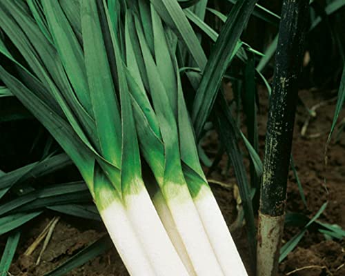250 Carentan Leek Seeds for Planting Old European Heirloom Onion. Non GMO 0.8 Grams Garden Vegetable Bulk Survival