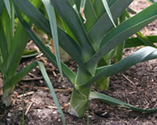 250 Carentan Leek Seeds for Planting Old European Heirloom Onion. Non GMO 0.8 Grams Garden Vegetable Bulk Survival