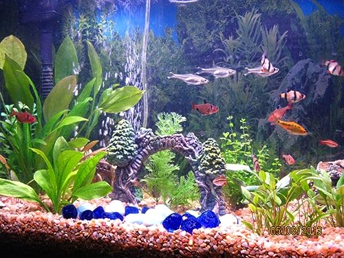 SOUTH SHORE RETAIL, LLC Assorted Community Fish Pack - Mystery Fish - Selected By Our Experts! - Live Fish (10 Pack)