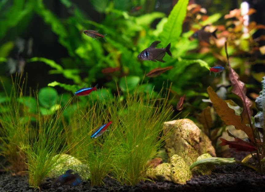 SOUTH SHORE RETAIL, LLC Assorted Community Fish Pack - Mystery Fish - Selected By Our Experts! - Live Fish (10 Pack)