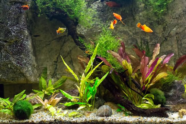 SOUTH SHORE RETAIL, LLC Assorted Community Fish Pack - Mystery Fish - Selected By Our Experts! - Live Fish (10 Pack)