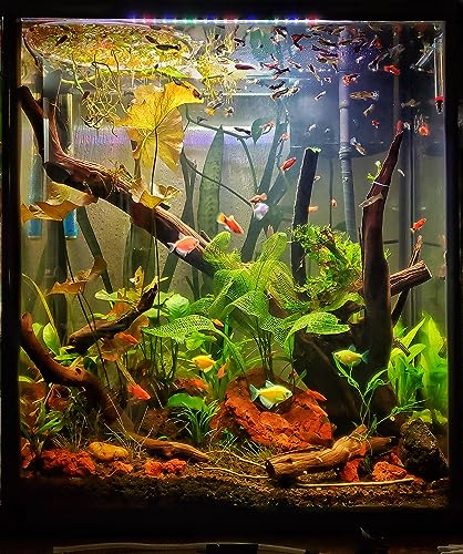 SOUTH SHORE RETAIL, LLC Assorted Community Fish Pack - Mystery Fish - Selected By Our Experts! - Live Fish (10 Pack)