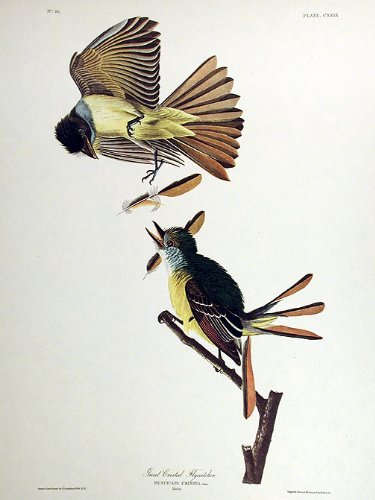 Great Crested Flycatcher. From"The Birds of America" (Amsterdam Edition)
