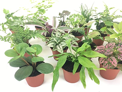 Mini Terrarium Plants (6 Plants) (2" Pots) Fairy Garden Plants Assorted Varieties