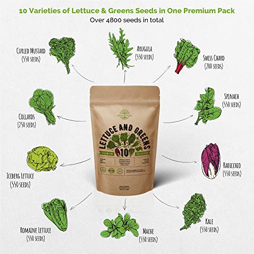 10 Lettuce & Salad Greens Seeds Variety Pack 4800+ Non-GMO Heirloom Lettuce Seeds for Planting Indoors & Outdoors Garden, Hydroponics - Arugula, Radicchio, Kale, Spinach, Swiss Chard, Lettuce & More