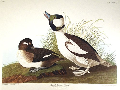Buffel-headed Duck. From"The Birds of America" (Amsterdam Edition)