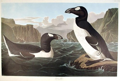 Great Auk. From"The Birds of America" (Amsterdam Edition)