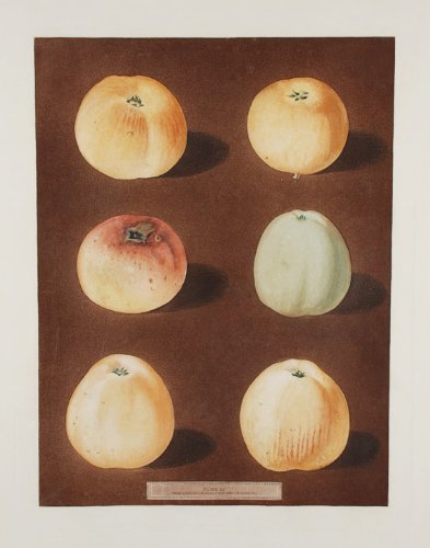 [Apples] [Striped Holland Pippin; Marygold Apple; Sullenworth's Rennet Apple; Beauty of Kent]