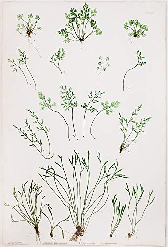 Asplenium Ruta-muraria [Wall Rue Fern]; A.germanicum [Spleenwort]; A.septentrionale [Forked Spleenwort]