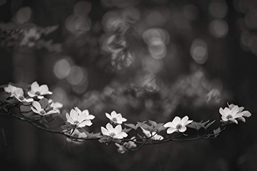 Dogwood Forest No. 12