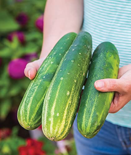 Burpee Straight Eight Slicing Cucumber Seeds 200 seeds