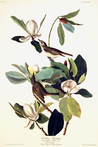Warbling Flycatcher. From"The Birds of America" (Amsterdam Edition)