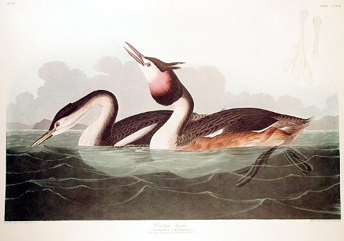 Crested Grebe. From"The Birds of America" (Amsterdam Edition)
