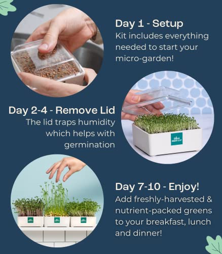 Urban Leaf Microgreens Growing Kit - Radish (Raphanus sativa), Kale (Brassica napus var pabularia), Rainbow Mix, Mustard (Brassica juncea), Spicy Mix and Broccoli Microgreens Seeds (Brassica oleracea)