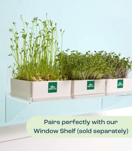 Urban Leaf Microgreens Growing Kit - Radish (Raphanus sativa), Kale (Brassica napus var pabularia), Rainbow Mix, Mustard (Brassica juncea), Spicy Mix and Broccoli Microgreens Seeds (Brassica oleracea)