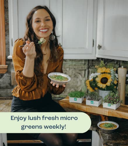 Urban Leaf Microgreens Growing Kit - Radish (Raphanus sativa), Kale (Brassica napus var pabularia), Rainbow Mix, Mustard (Brassica juncea), Spicy Mix and Broccoli Microgreens Seeds (Brassica oleracea)