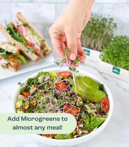 Urban Leaf Microgreens Growing Kit - Radish (Raphanus sativa), Kale (Brassica napus var pabularia), Rainbow Mix, Mustard (Brassica juncea), Spicy Mix and Broccoli Microgreens Seeds (Brassica oleracea)